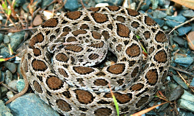 Snakes of India: Russell's Viper