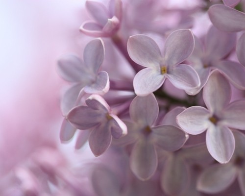 the rikrak studio: my favourite things: the lilac