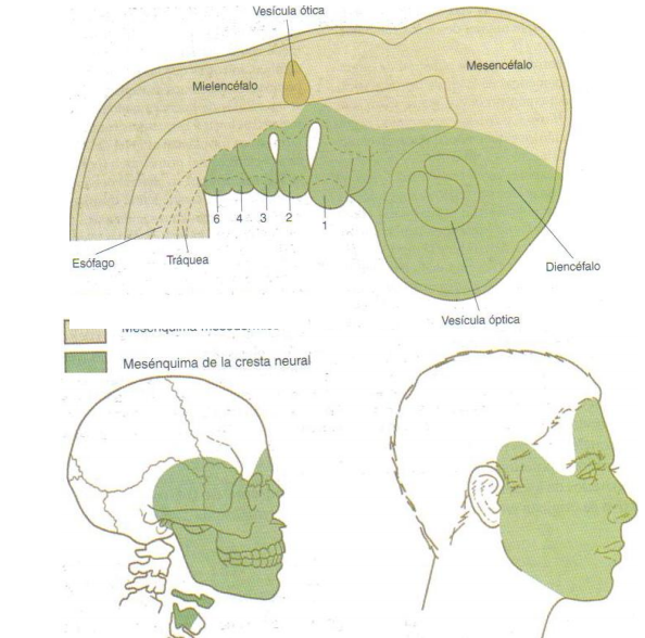 . A N A T O M I A H U M A N A: DERIVADOS DE LA CRESTA NEURAL