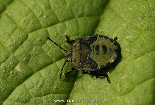 Groene Stinkwants doet zijn naam eer aan