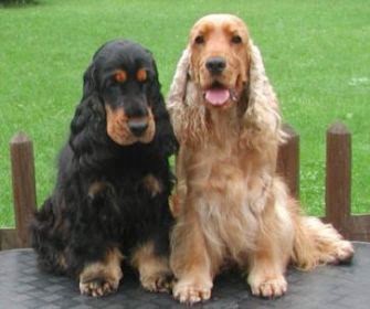 Tudo sobre cães: A vida da raça Cocker Spaniel Inglês