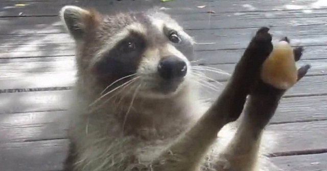 POR MIS HIJOS: Mamá mapache toca la puerta pidiendo comida para sus ...