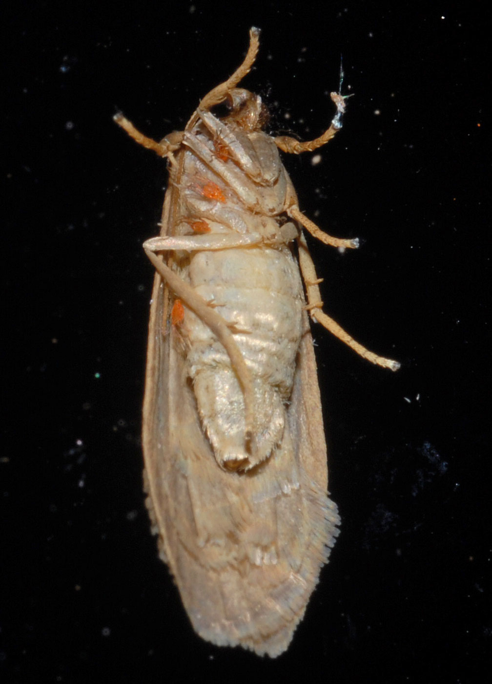 A Snail's Eye View: Of moths and mites