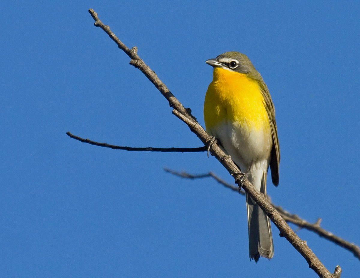 The bizarre song of the Yellow-breasted Chat - Greg in San Diego