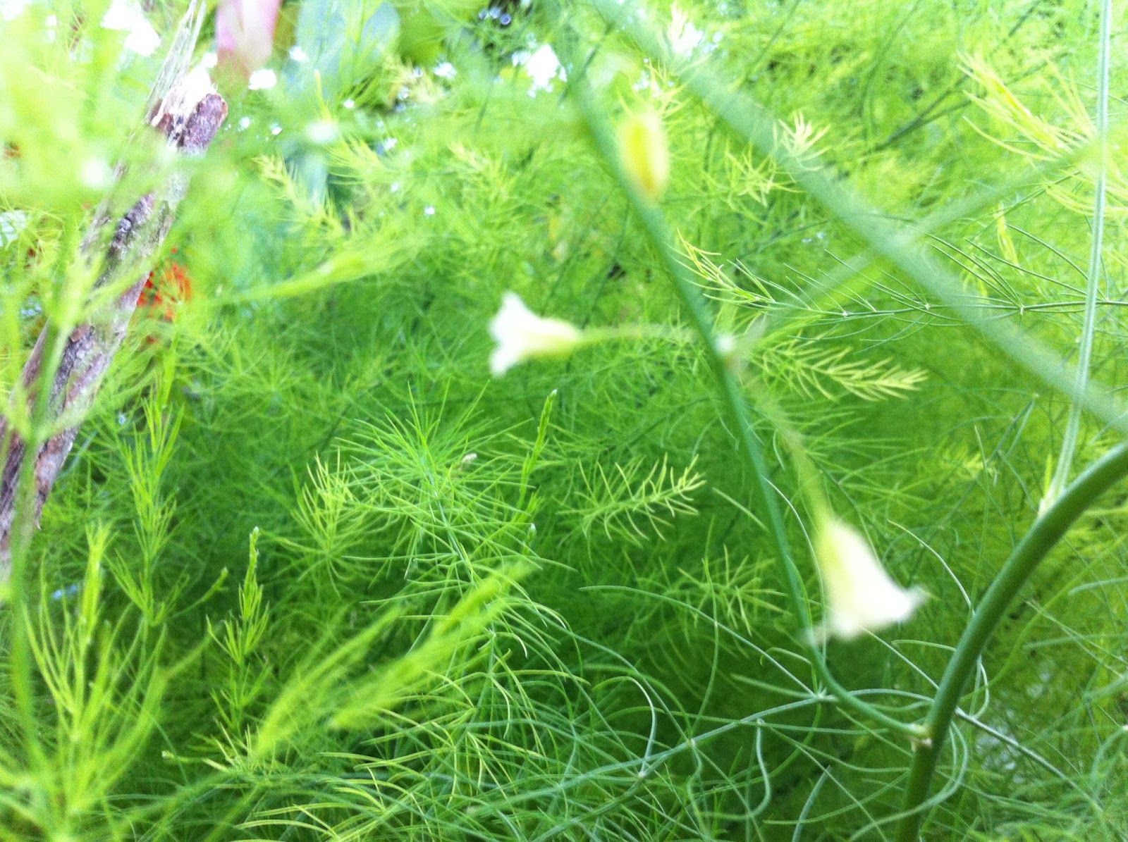 My Experimental Garden: Asparagus flower