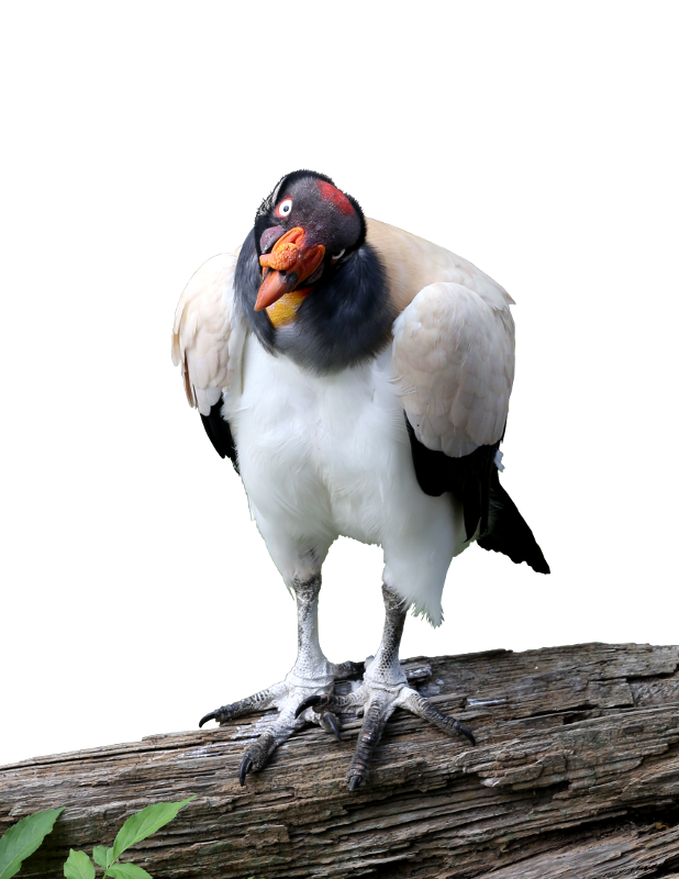 Clown Fish Cafe: How to Create a Textured Background Using GIMP Filters