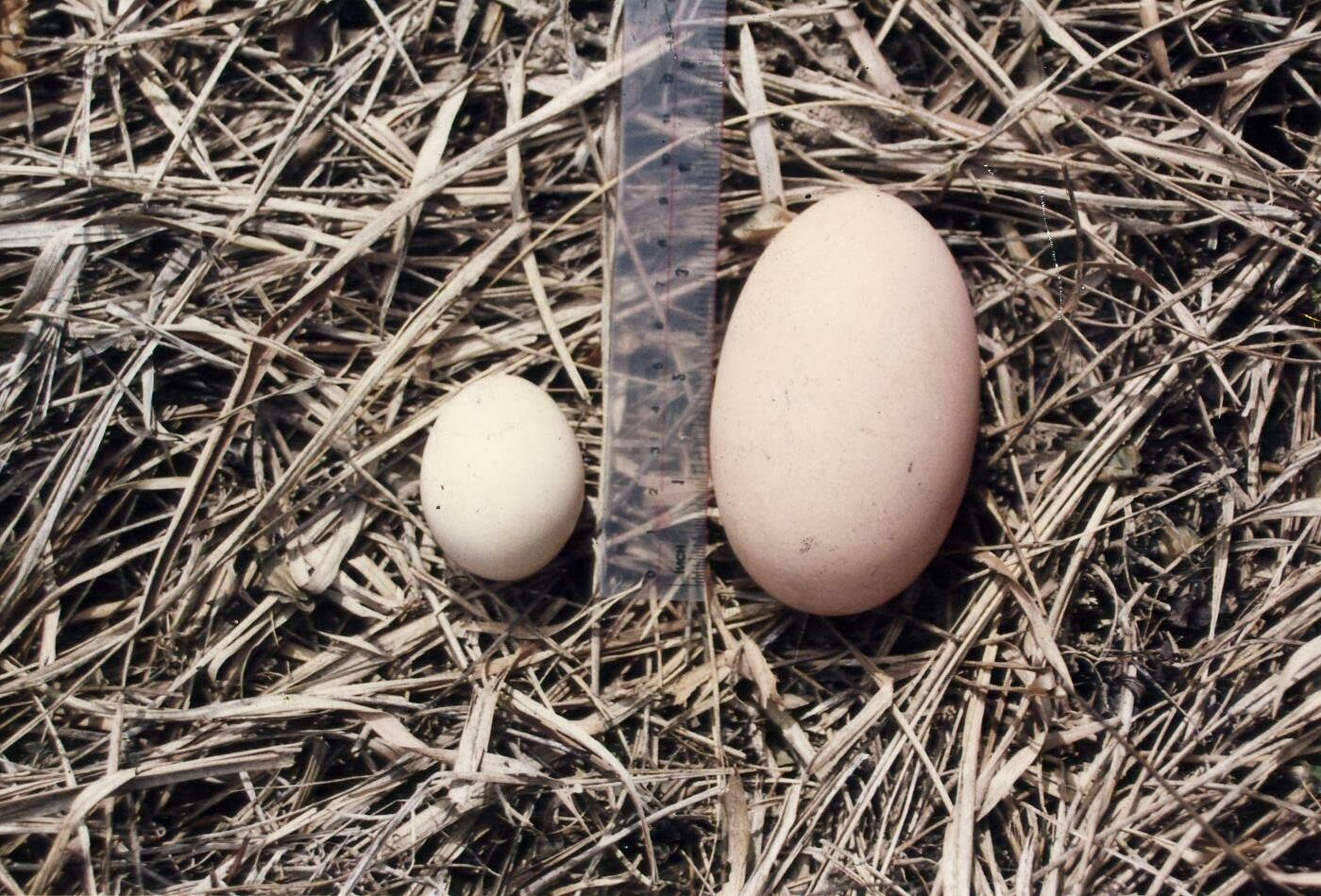 BERBAGI ILMU: BURUNG MALEO BURUNG TERLANGKA DI INDONESIA