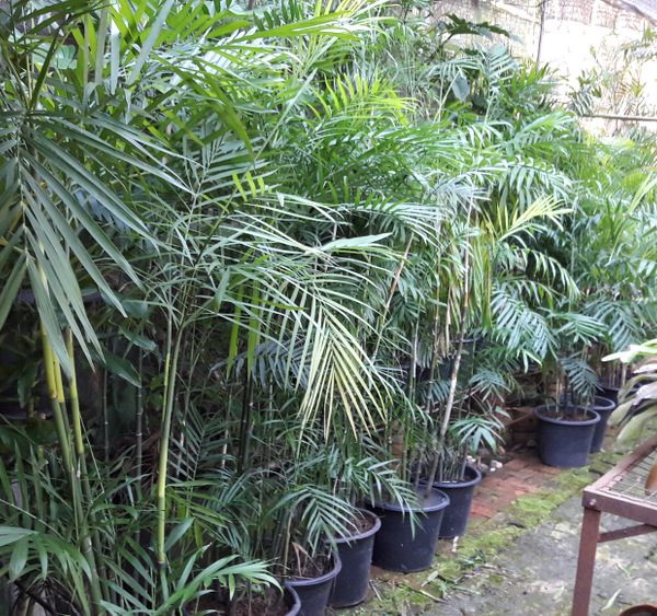 Pohon Palem Komodoria Murah | Commodore Palm | Jual Pohon Palem ...