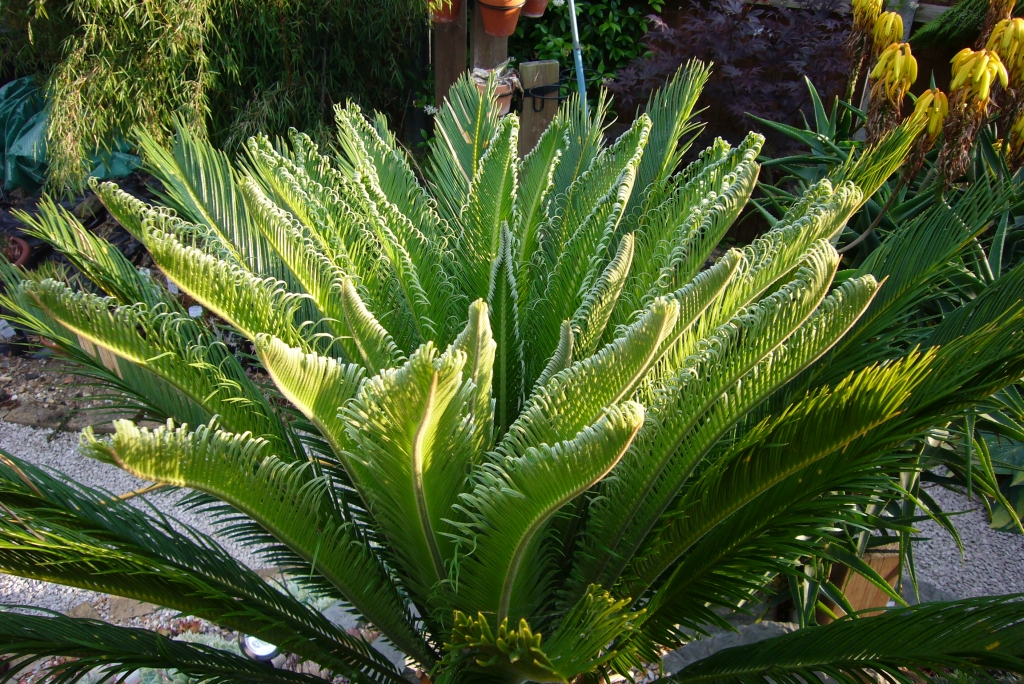 Spiky obsession: The soft and fluffy cycads