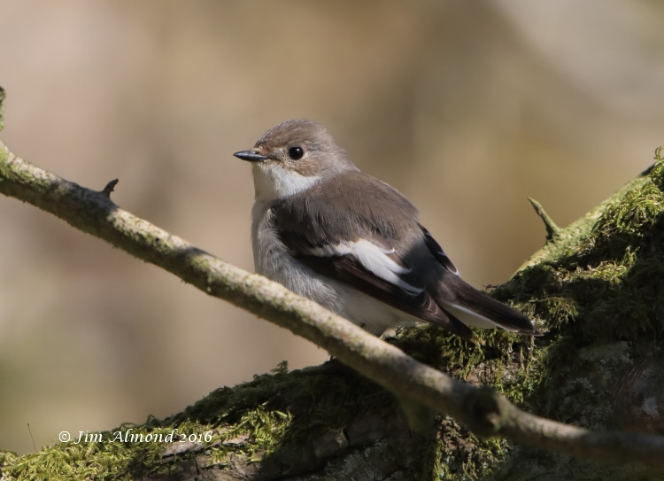 Shropshire Birder: Bridges - Pied Flycatchers