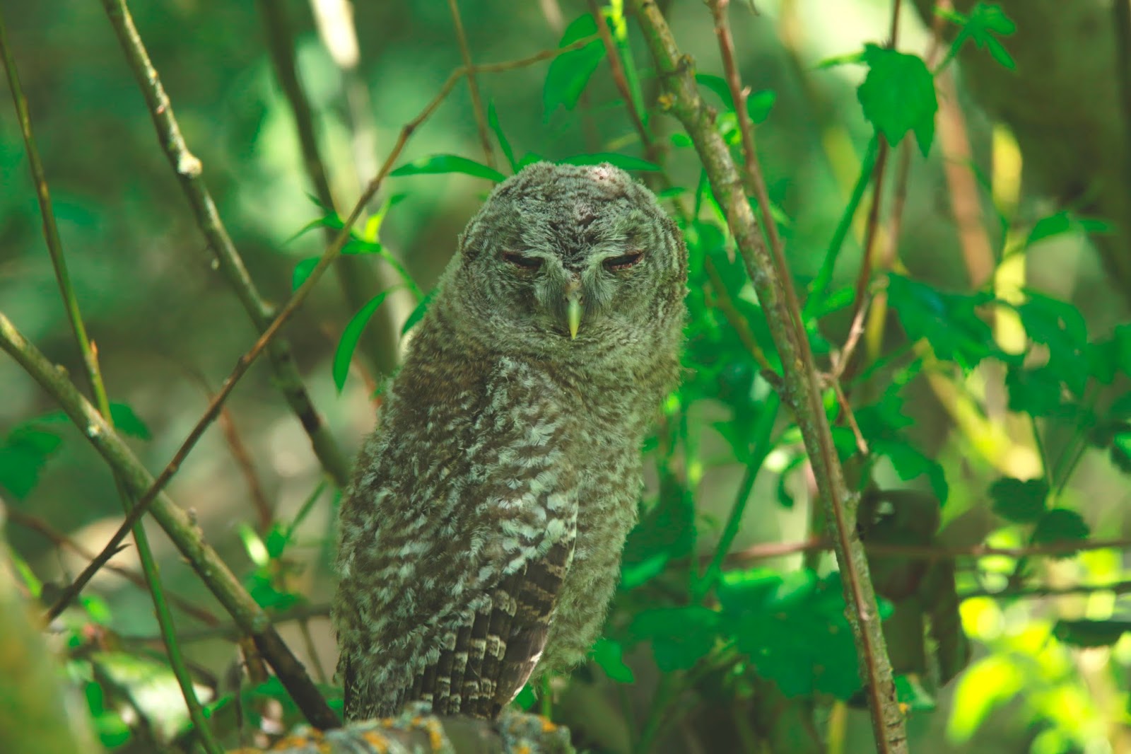 NATURAMETEO, majulada: Cárabo común ( strix aluco )