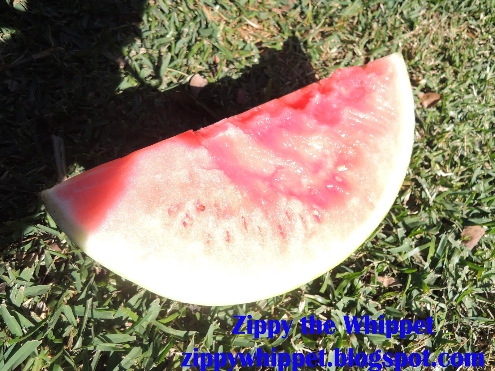 Zippy the Whippet: Yum! watermelon and fun in the sun!