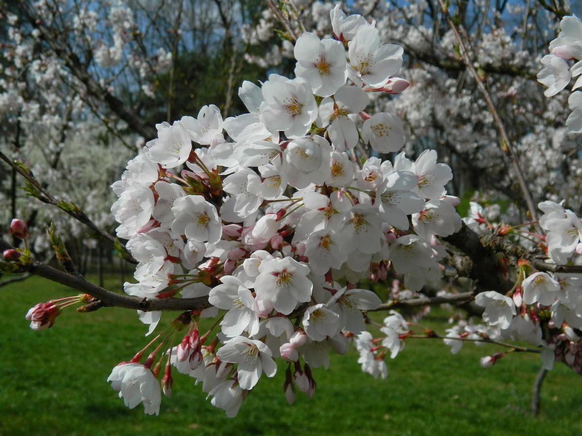 LA MULTI ANI, ROMANIA!: Ciresi infloriti in gradina japoneza din Herastrau