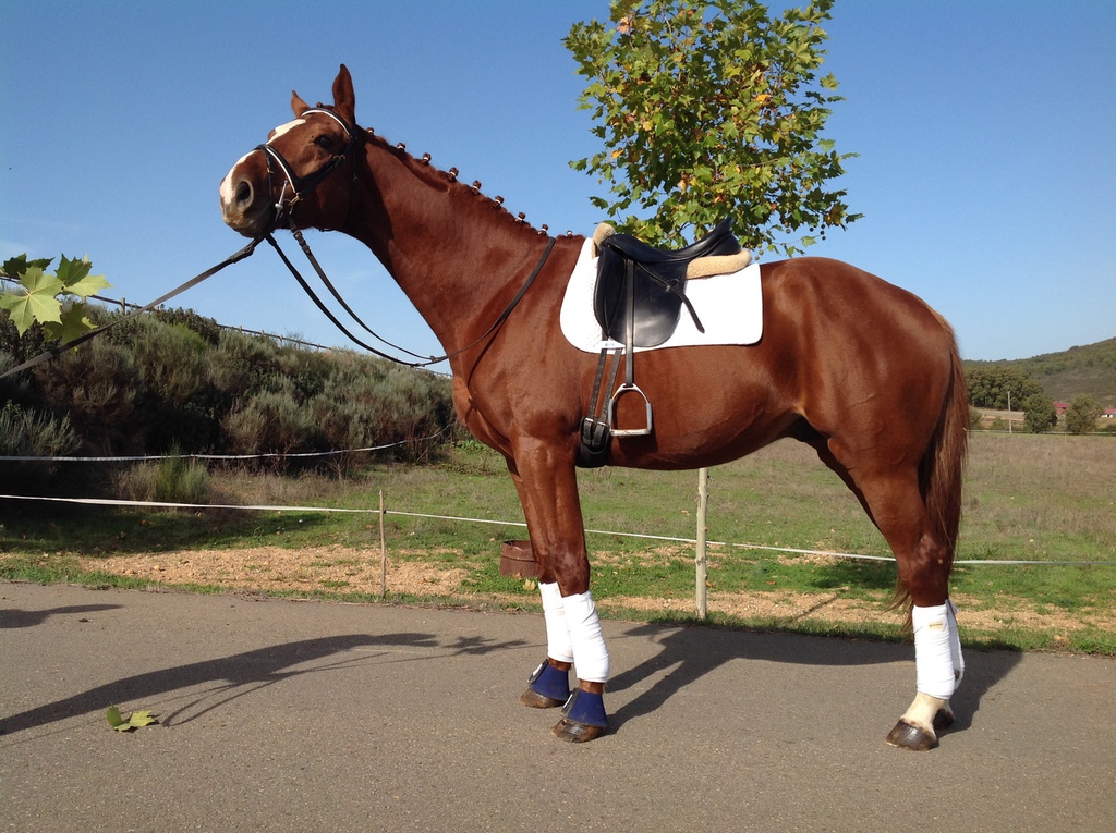 El Mundo del Caballo: Manejo y Preparación de Nuestro Caballo