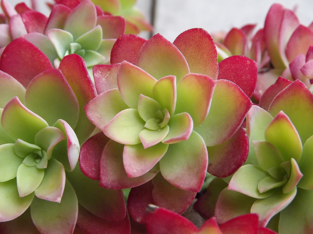 Sedum Palmeri - 25mq-di-verde