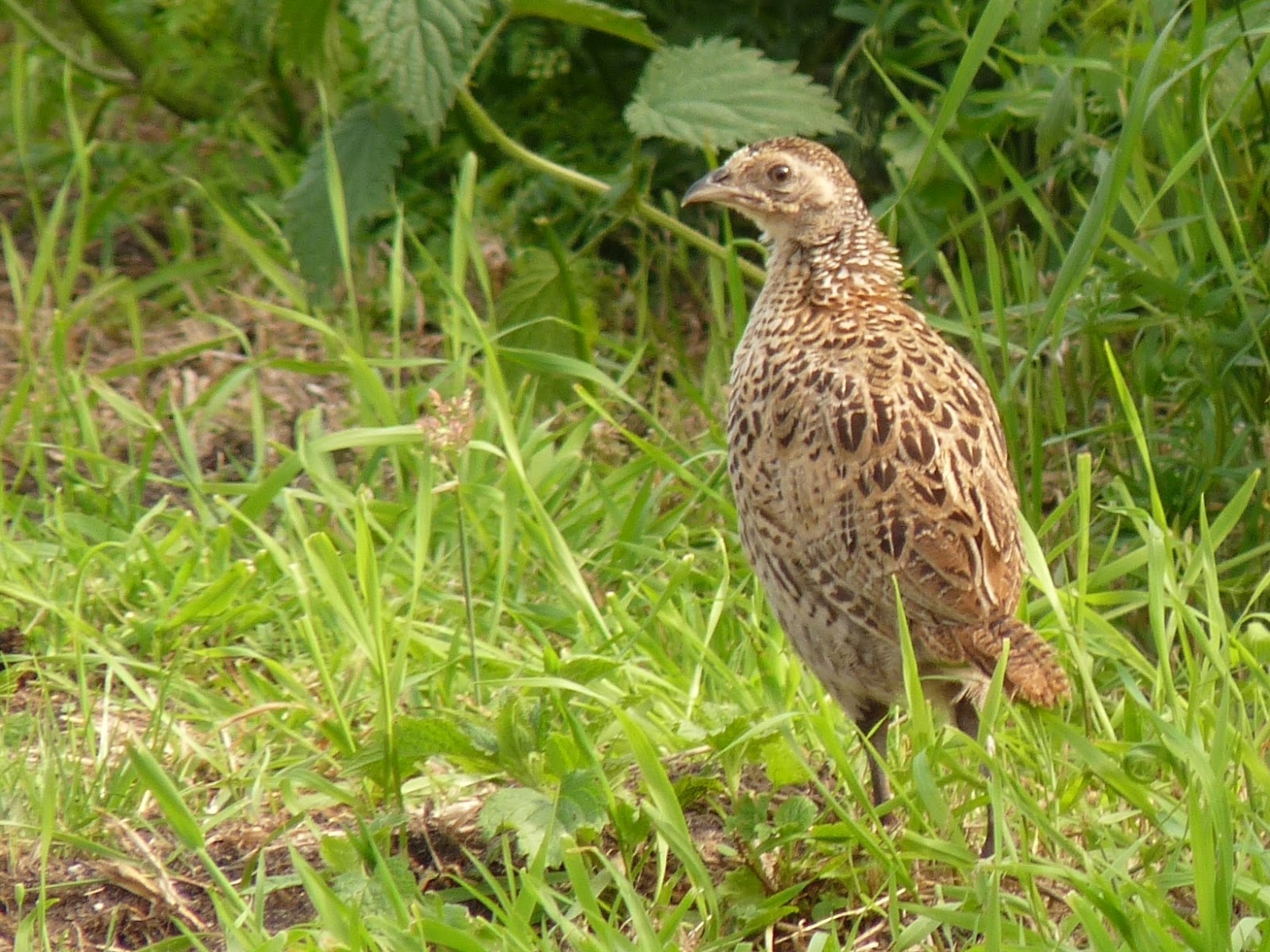 Robert Chapman's Wildlife Photography: RSPB Lakenheath Fen