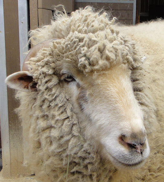 Left Field Wander: Happy Hollow Park