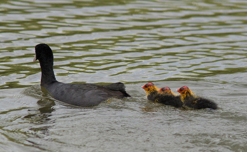 Weedon's World of Nature: Baby Coots