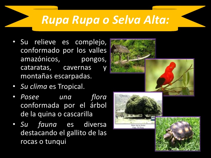 LA REGIÓN NATURAL RUPA RUPA (PERÚ): REGION NATURAL RUPA RUPA O SELVA ...