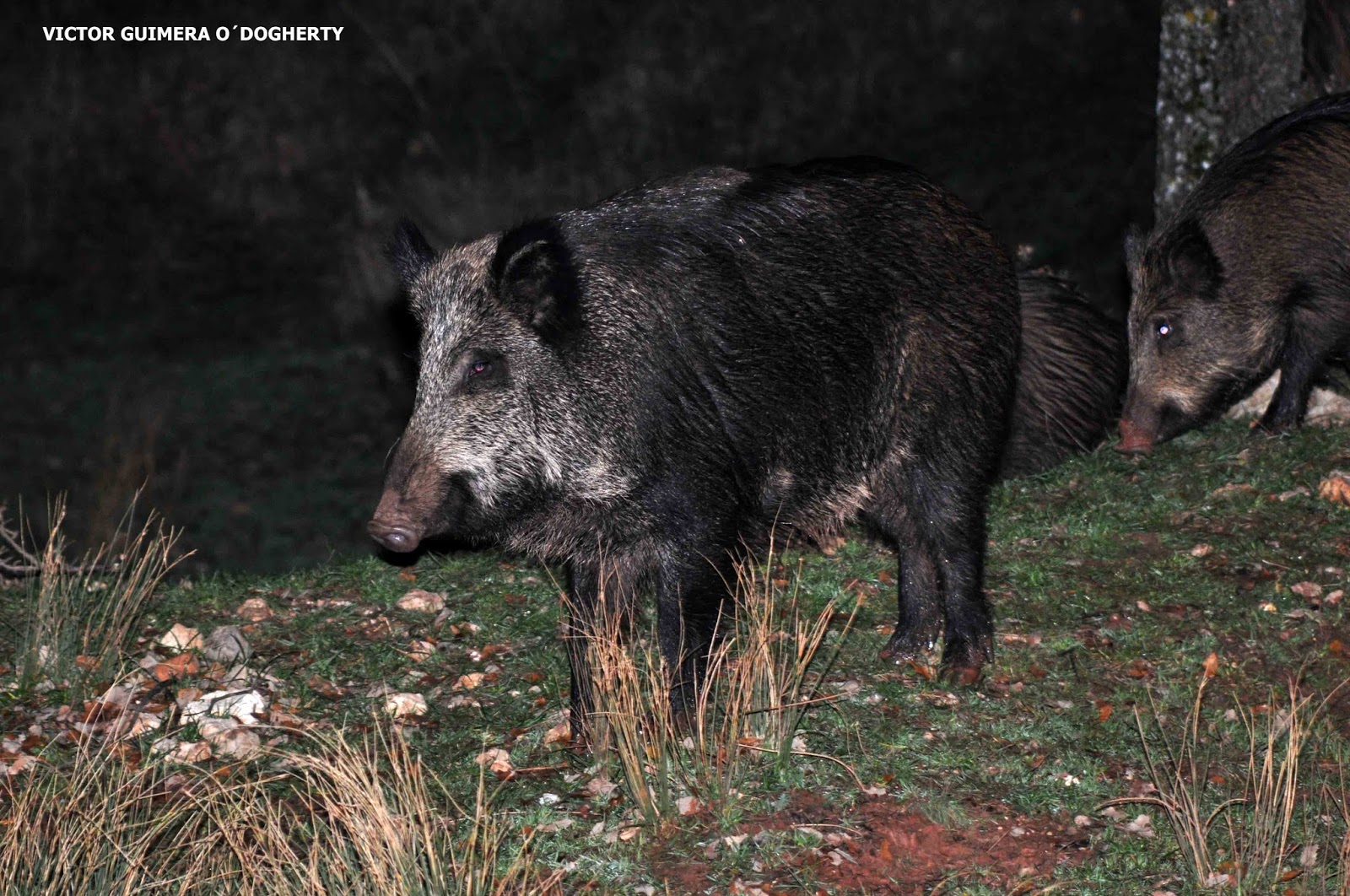Mis imágenes de aves: JABALIS EN LA SIERRA DE CAZORLA