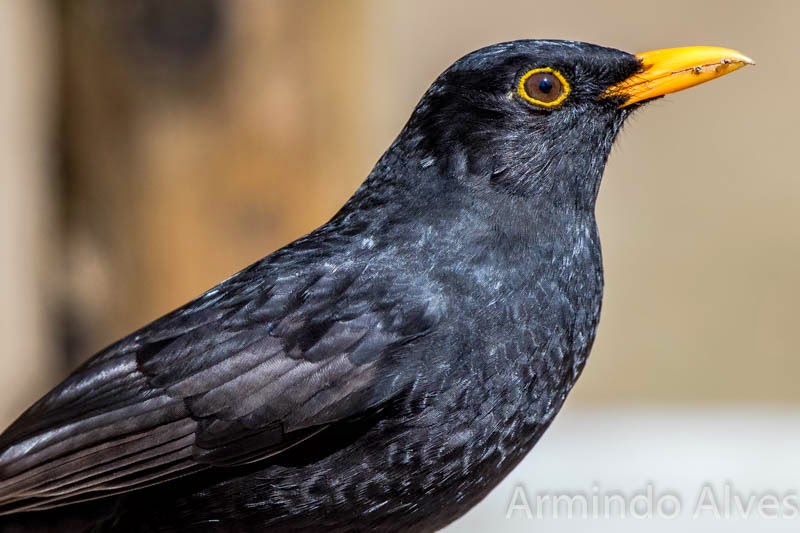 TERRA VIVA: MELRO-PRETO