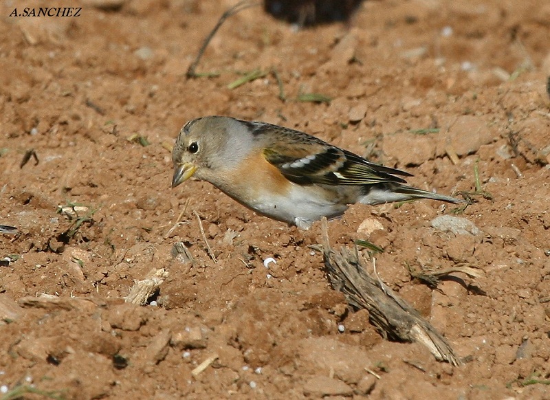 Aves de Aragón : Pinzón real