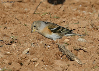 Aves de Aragón : Pinzón real
