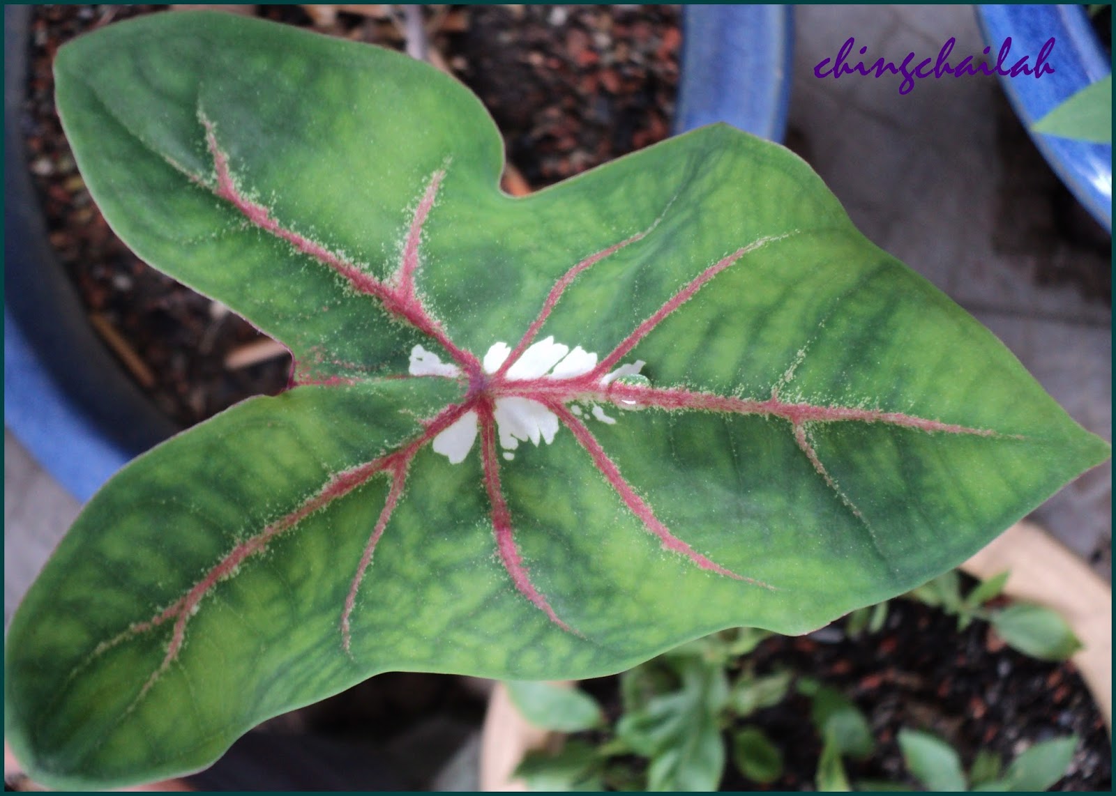 Simple Living In Nancy: Growing Colourful, Exotic Caladiums In My Garden #2