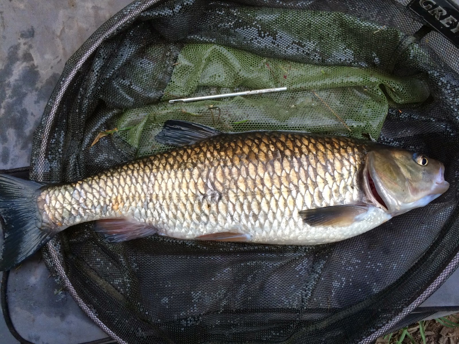 Danny's Angling Blog: River Tame Fishing: Sticking it out for a chub or two