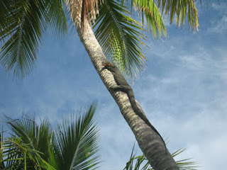 Lolelaplap Voices: The Lizard on Kili Island