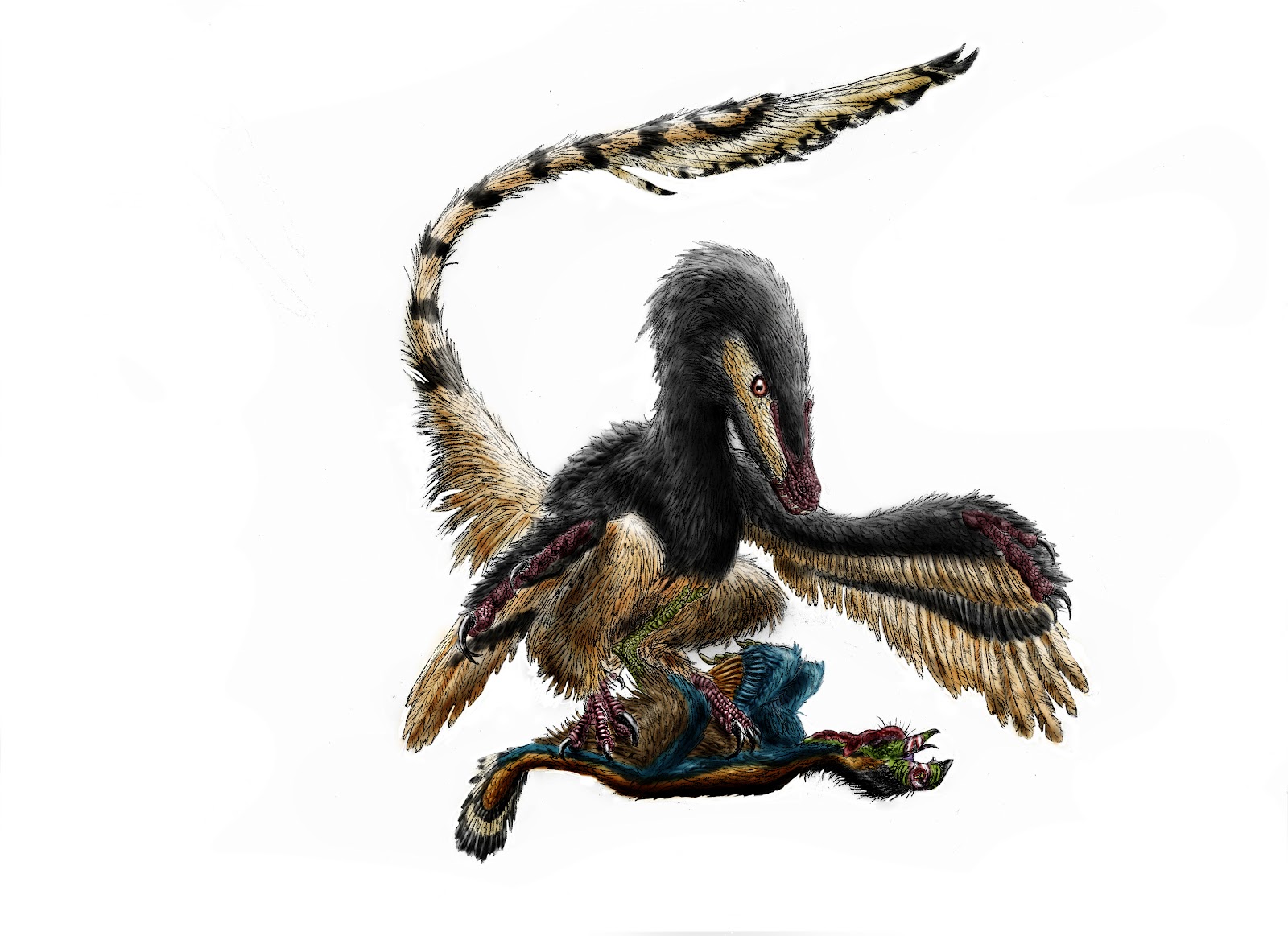 ART Evolved: Life's Time Capsule: The Feathered Dinosaur Gallery