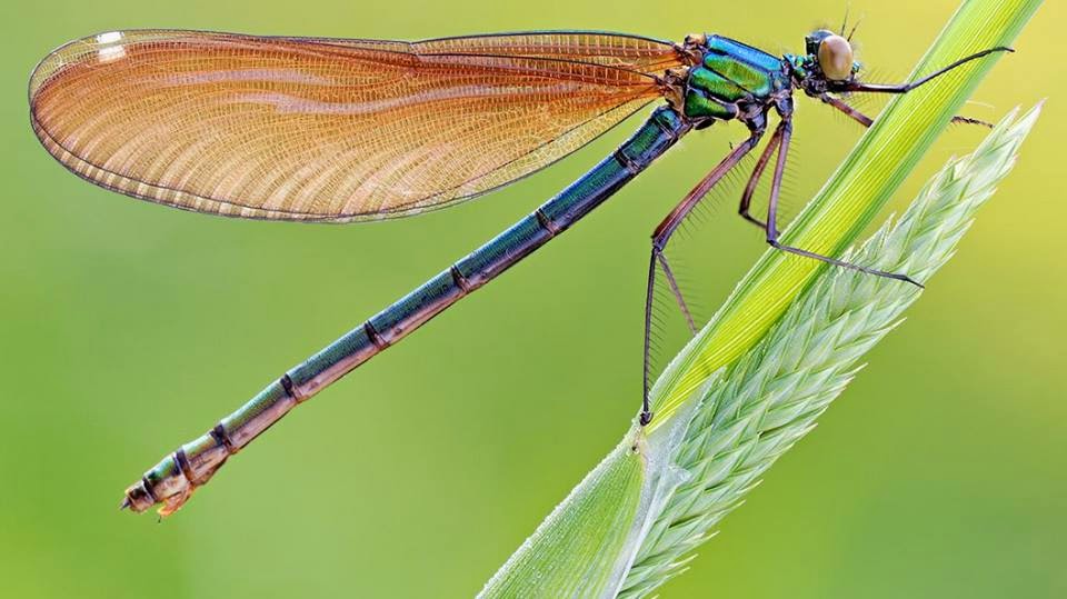 Libélula --- | Fatos científicos e históricos