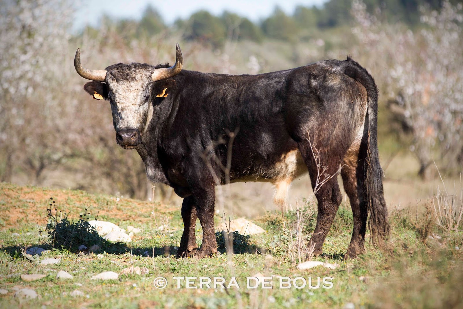 PERDIGÓN, SEMENTAL A PRUEBA EN LA GANADERÍA DE LUCAS