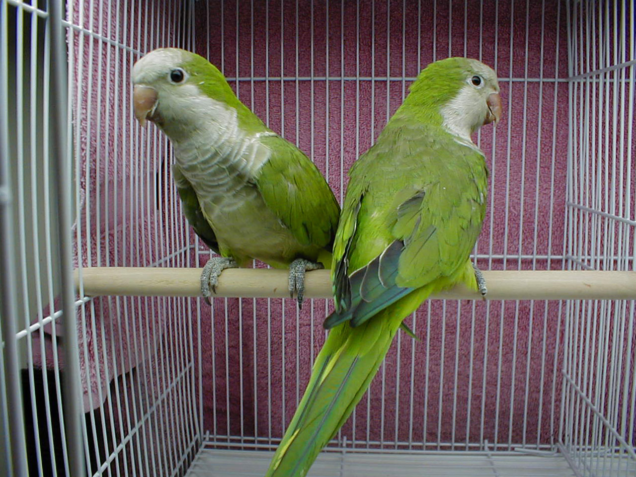GREEN PARROTS LATEST HD WALLPAPERS - FREE HD WALLPAPERS