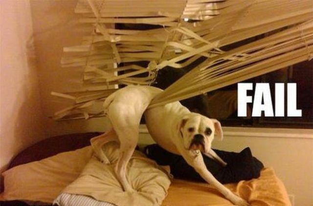 Also - Fun | Funny Pictures: Mess Made by Dogs - Funny Pictures