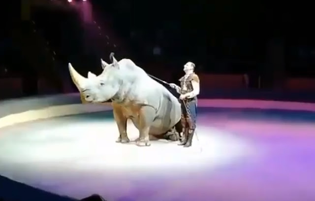 Endangered White Rhino Forced To Perform In Russian Circus