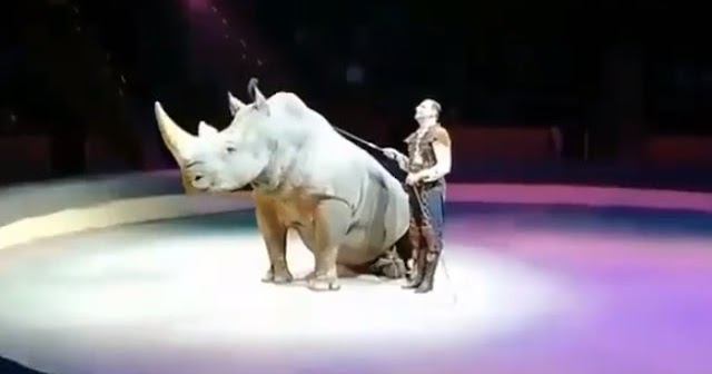 Endangered White Rhino Forced To Perform In Russian Circus