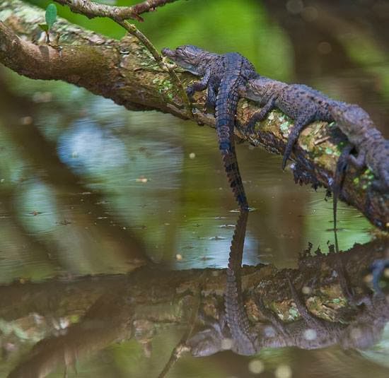 Croc Blog: Can crocodiles really climb trees?