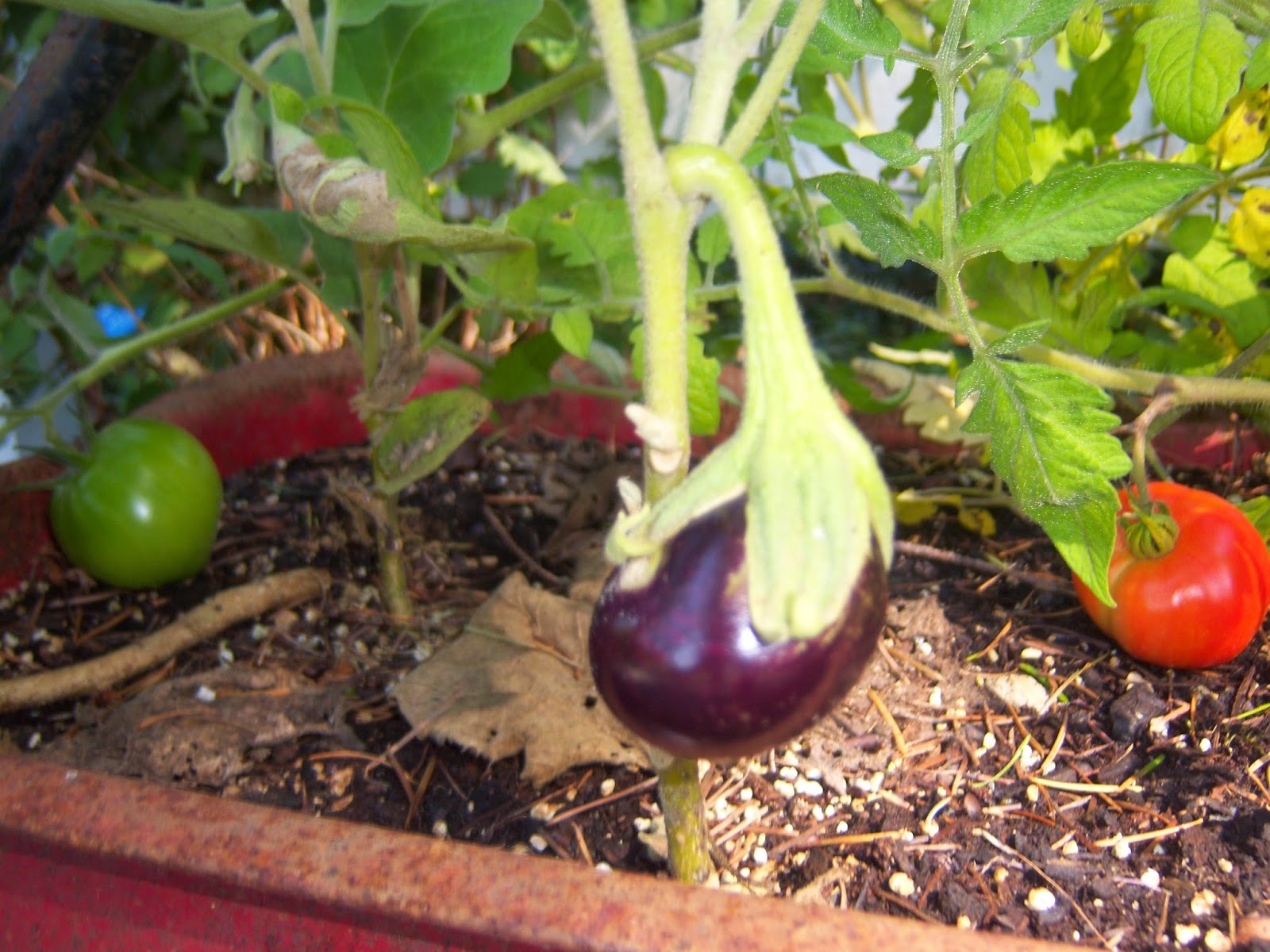 COZY BLANKET: My Country Living Buys/ The world's largest eggplant