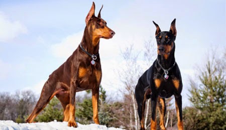 Doberman | WIKI PERROS