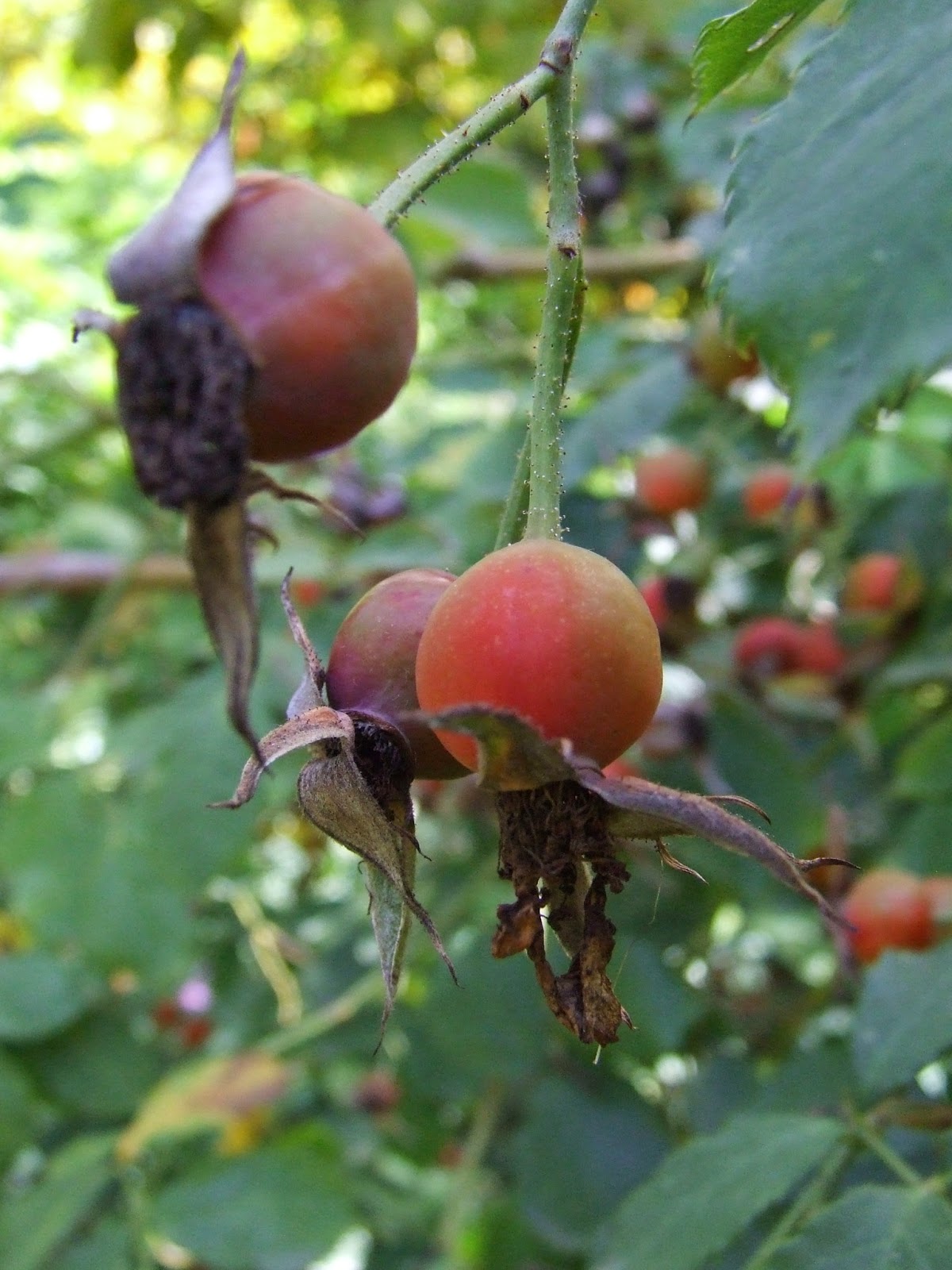 Floribunda: Floare de răsură
