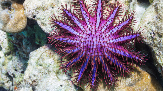 8voatareas: Quinteros y González