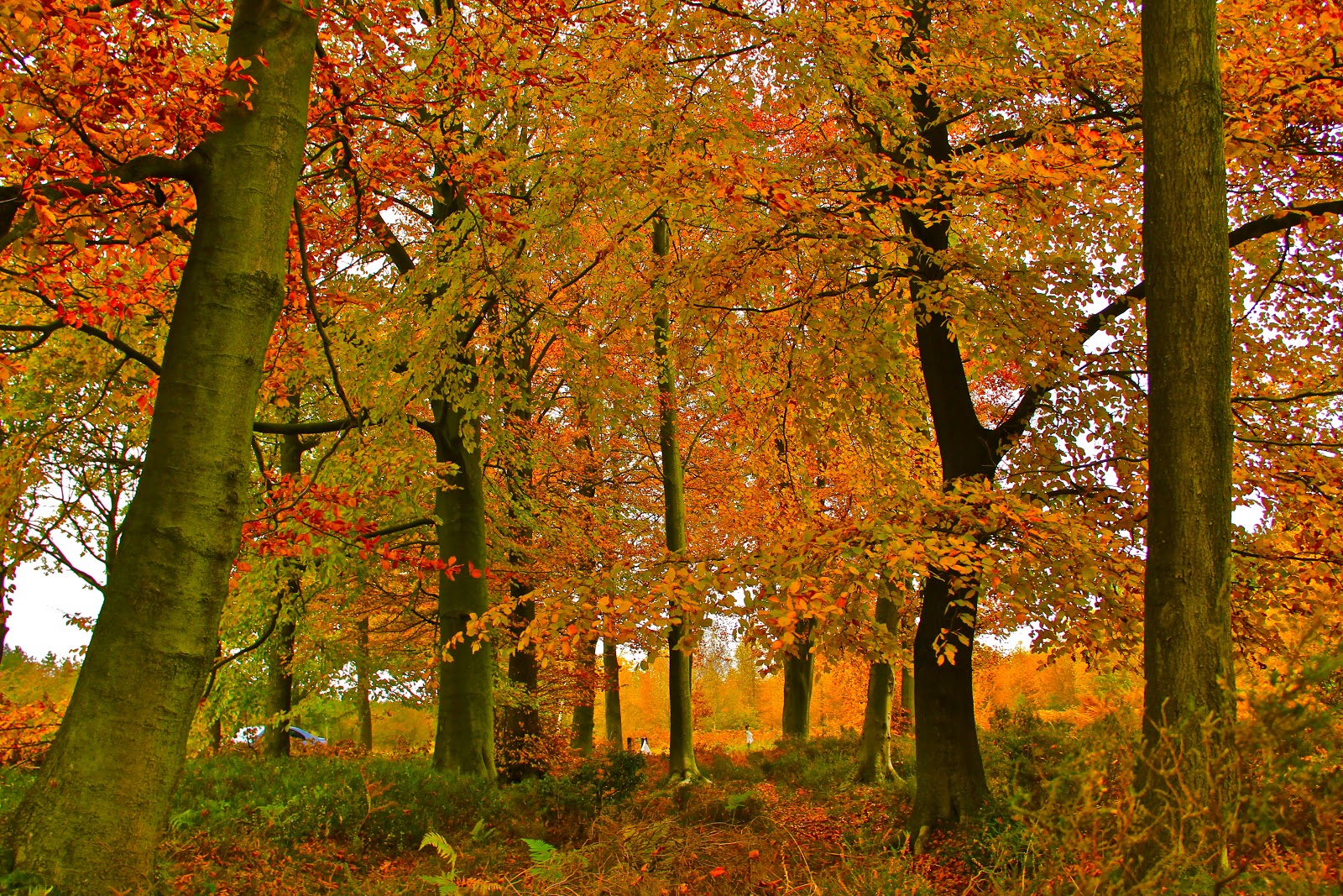 Travelling Diary: Taking a walk in Birches Valley Forest