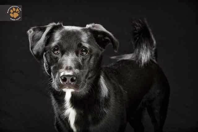 Fotos de perros de color negro para motivar a su adopción - Seamos Mas ...