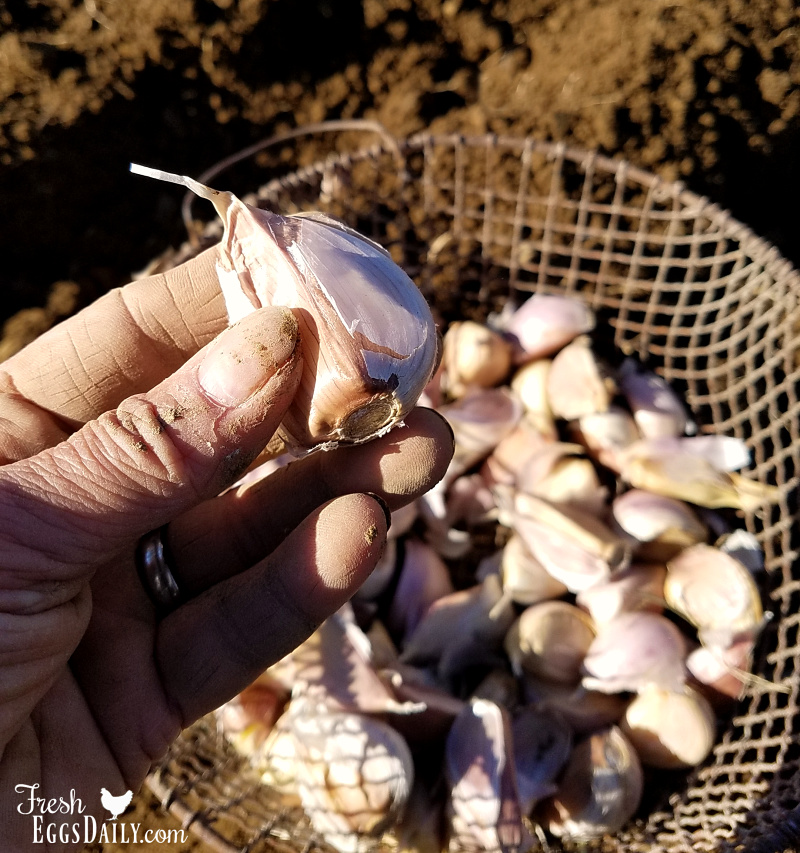 10 Tips For the Best Garlic Crop Ever - Fresh Eggs Daily® with Lisa Steele