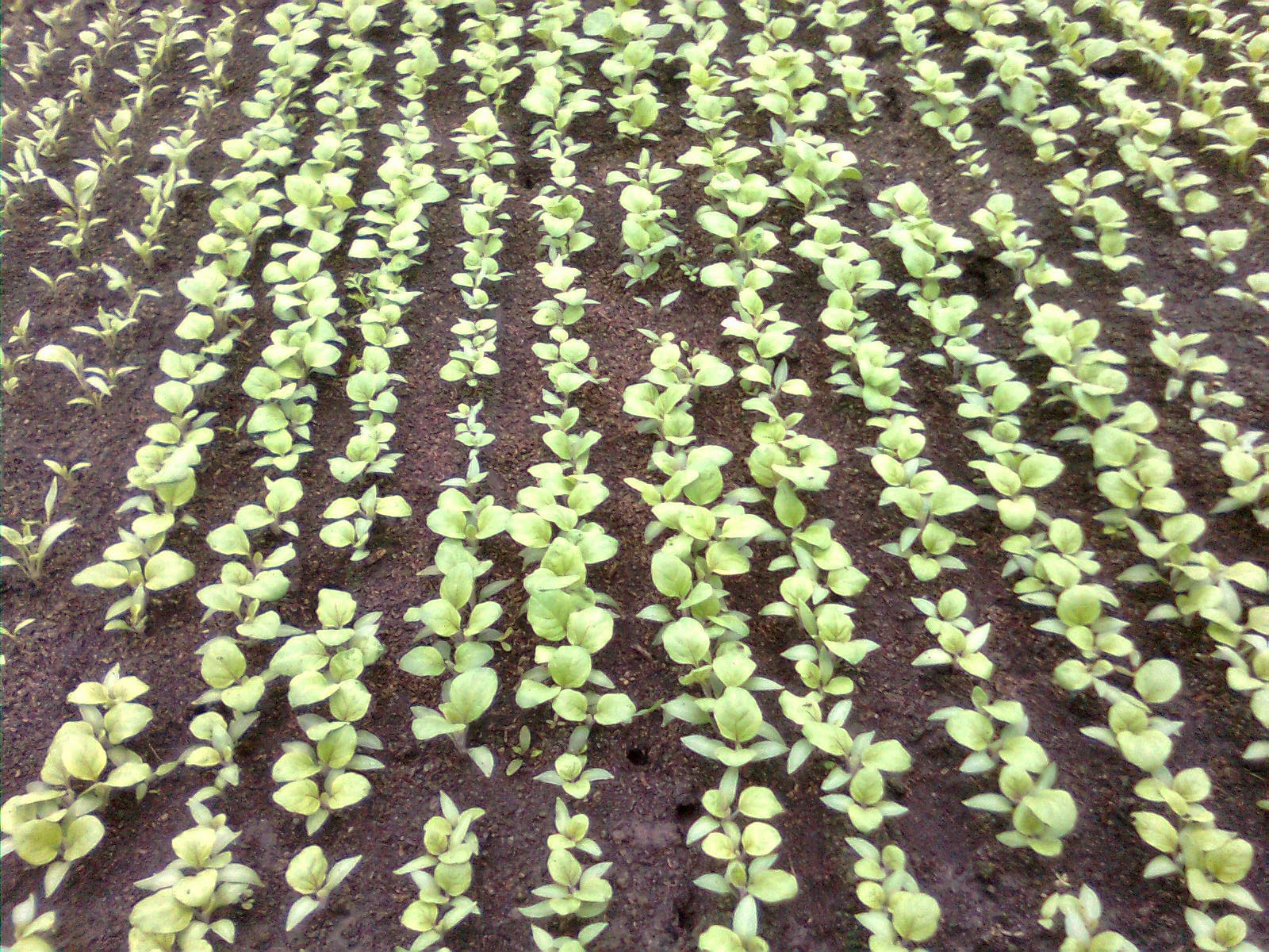 Când Se Folosesc Solariile Şi Răsadniţele - Cum să faci o grădină