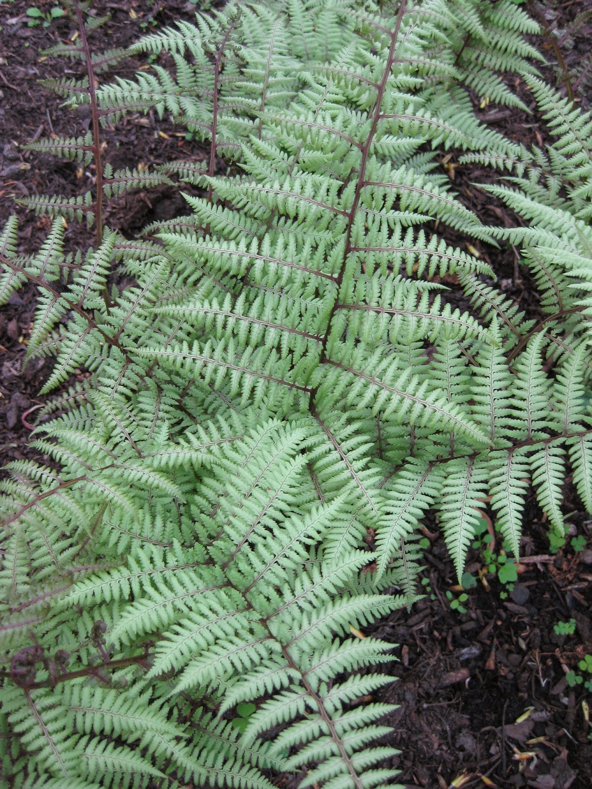 Ghost Fern - A Solid Performer - Rotary Botanical Gardens