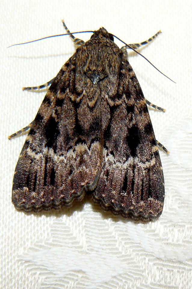 Peter Lovett's ramblings : Northern Rustic moth, Standfussiana lucernea ...