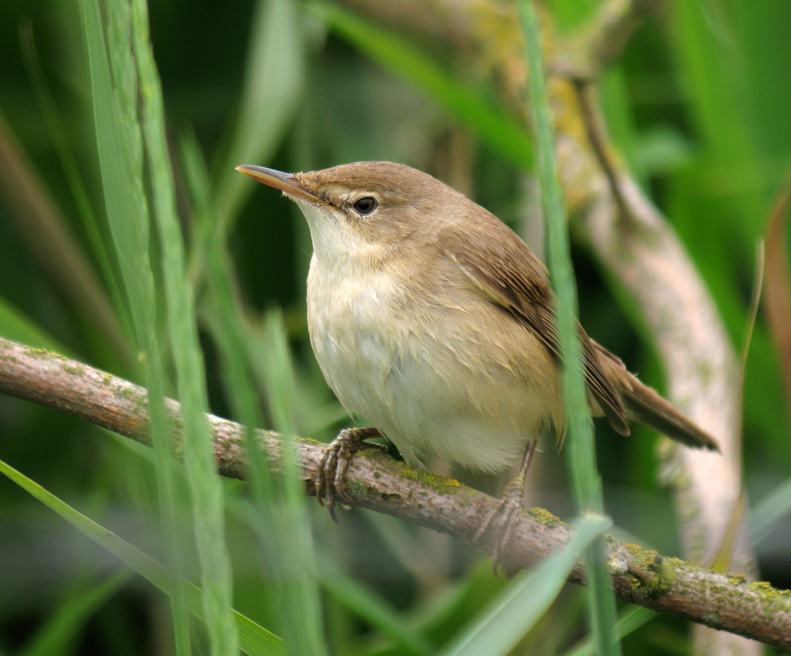 Hedgeland Tales: Reed Warbler