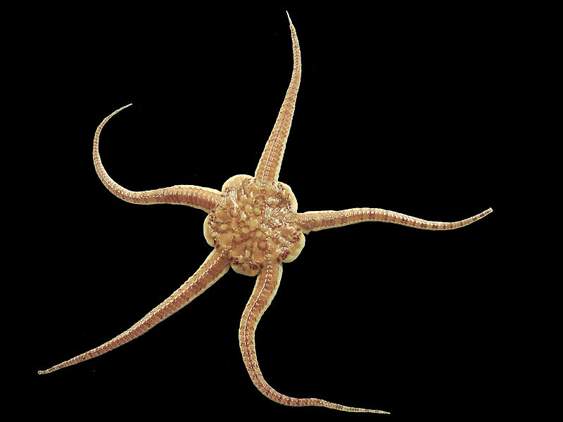 Microscope World Blog: Marine Life: Serpent Star (Ophiura)